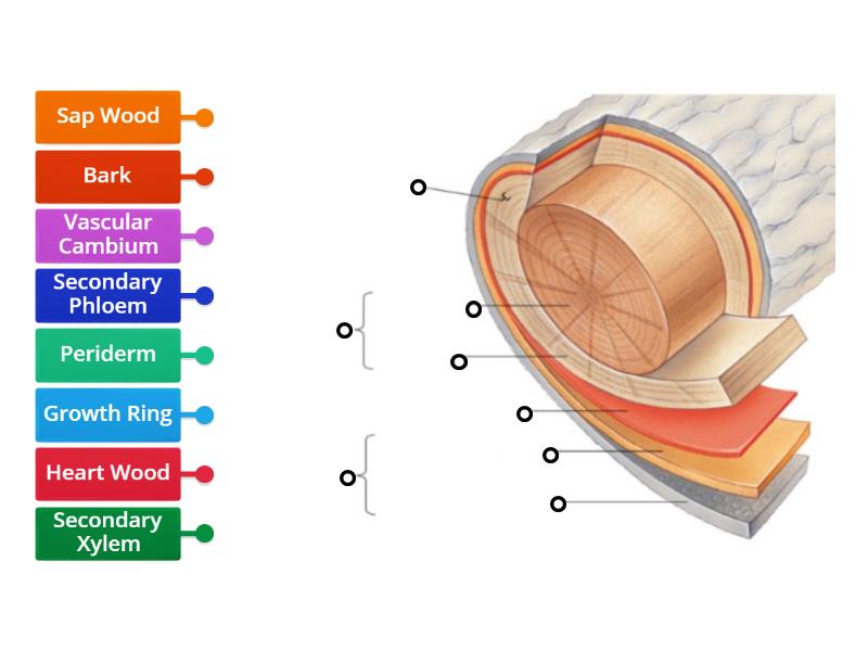 Wood Anatomy - Labelled diagram