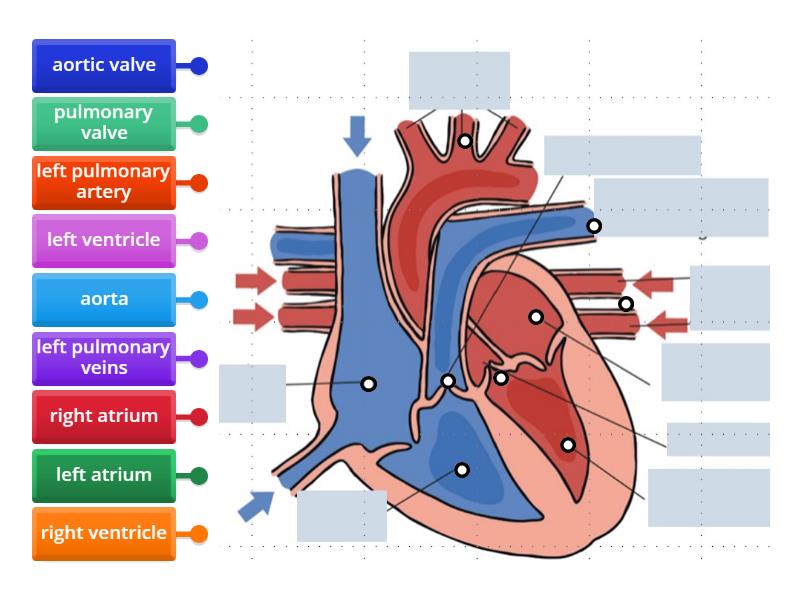 Heart diagram - Labelled diagram