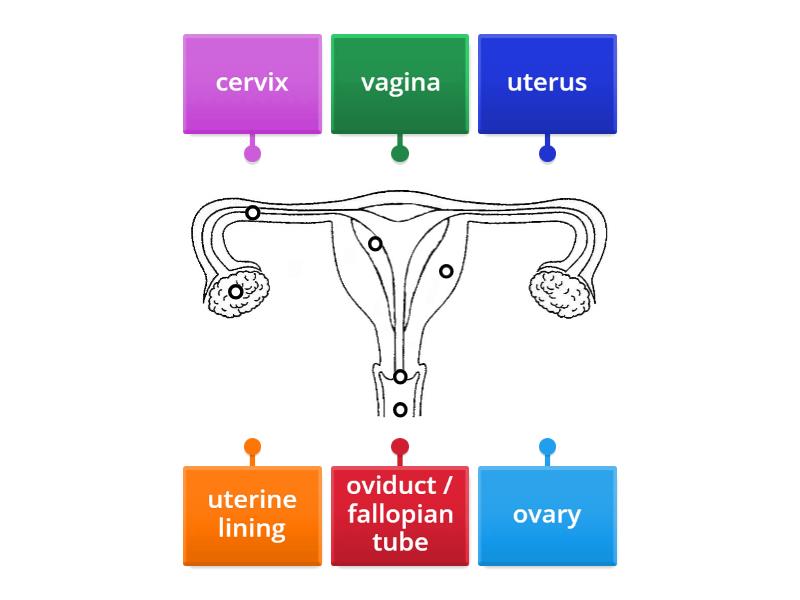 Female Reproductive System - Labelled diagram