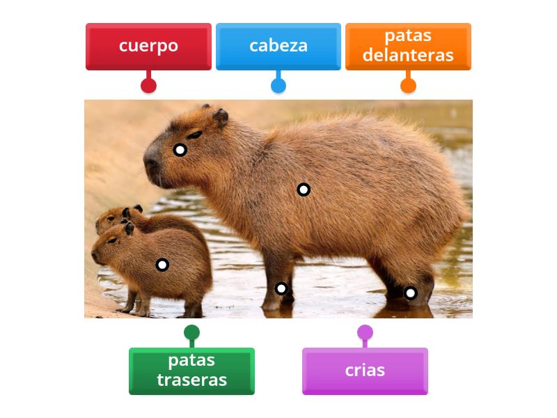 partes del capibara - Labelled diagram
