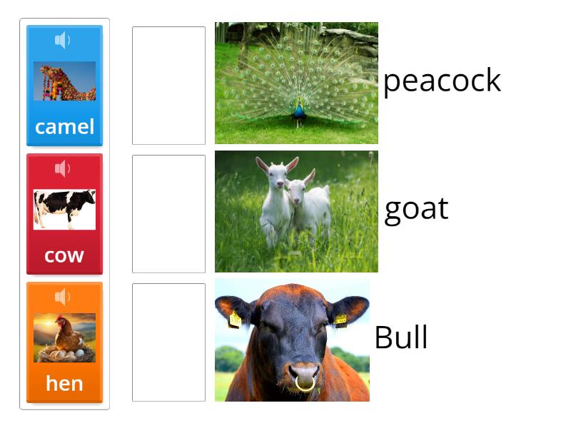 Word wall - Match up