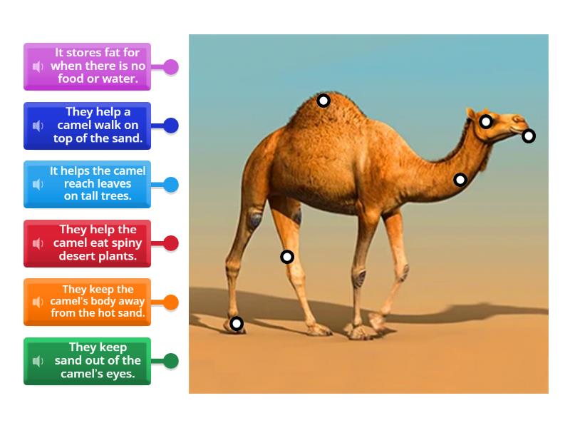 3A20. Camel Adaptation - Labelled diagram