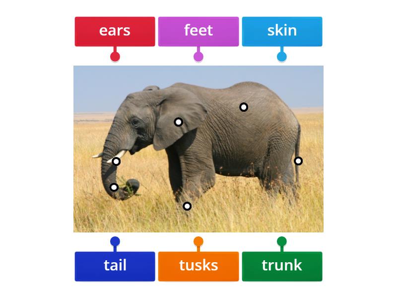 African Elephant Diagram with Labels - Labelled diagram
