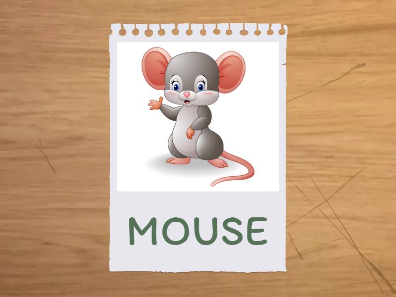 animals kb start - Flash cards