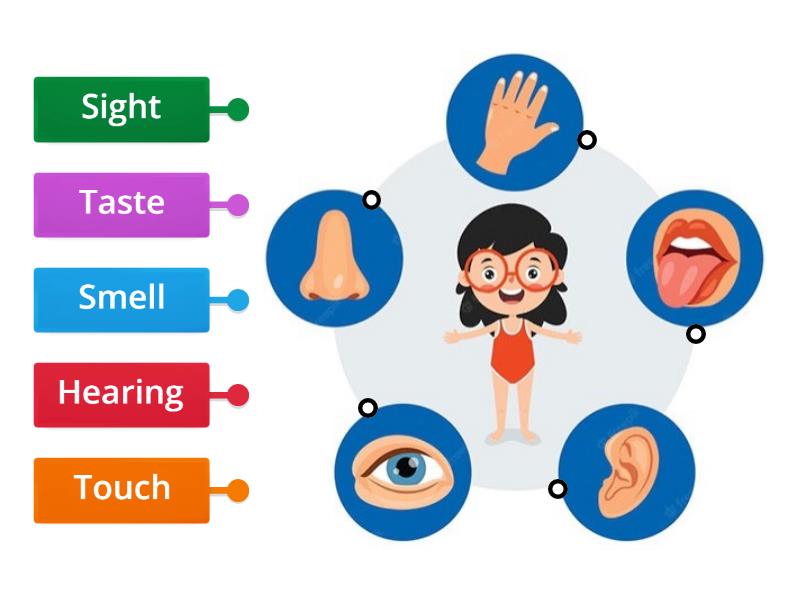 Los cinco sentidos - Five senses - Diagrama con etiquetas