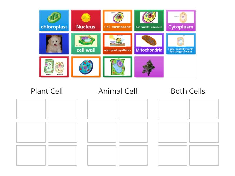 Plant & Animal Cell Organelles - Group sort