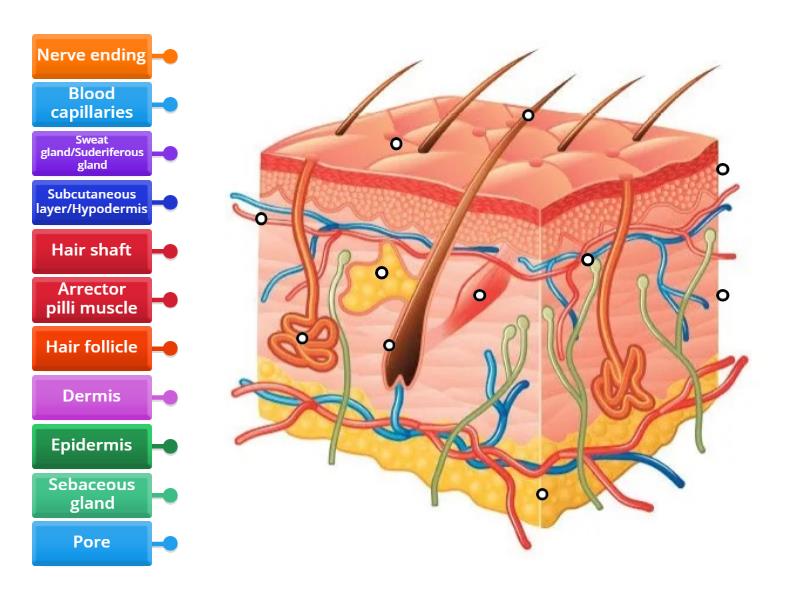 Skin structure - Please label (Michelle's Class) - Labelled diagram