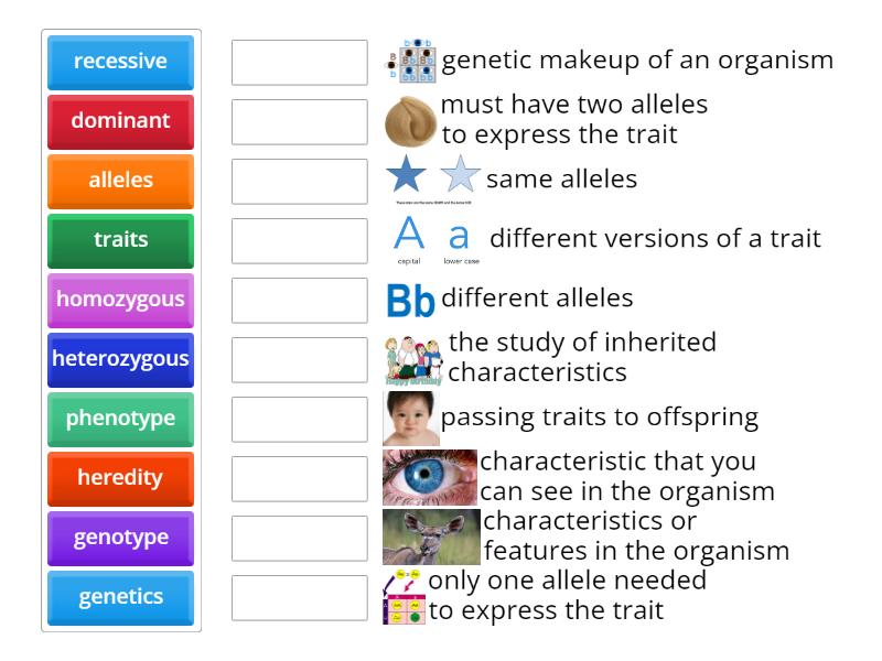 Genetics Vocabulary - Match up