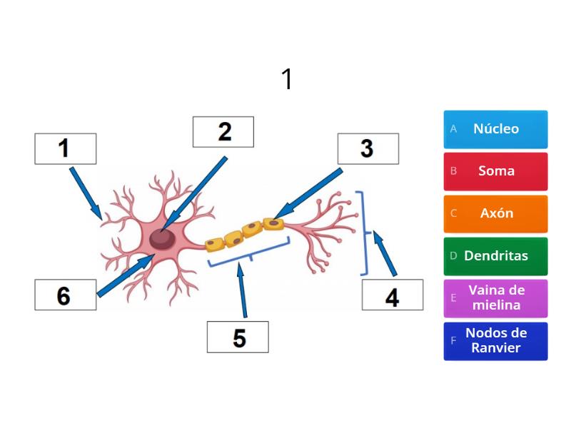 Partes de una neurona - Quiz