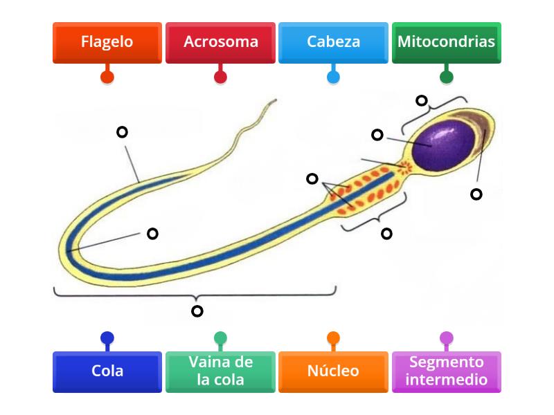 Gameto masculino - Labelled diagram