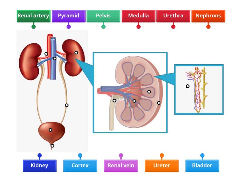 Structure of Urinary System and Kidneys - Labelled diagram