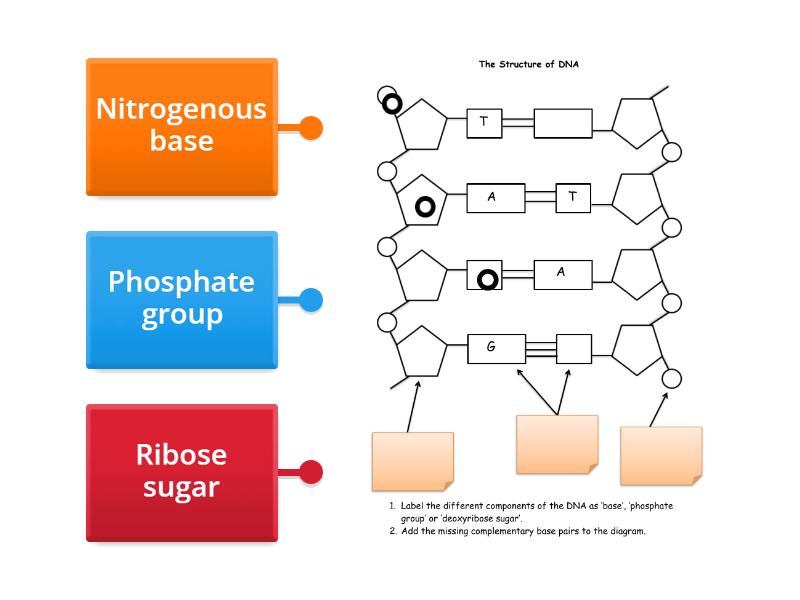 DNA Components - Labelled diagram