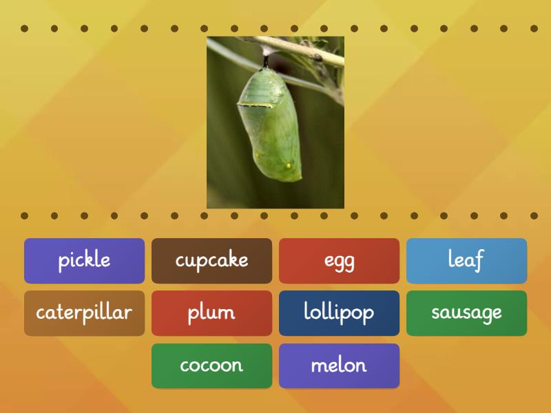 The very hungry caterpillar - match - Find the match