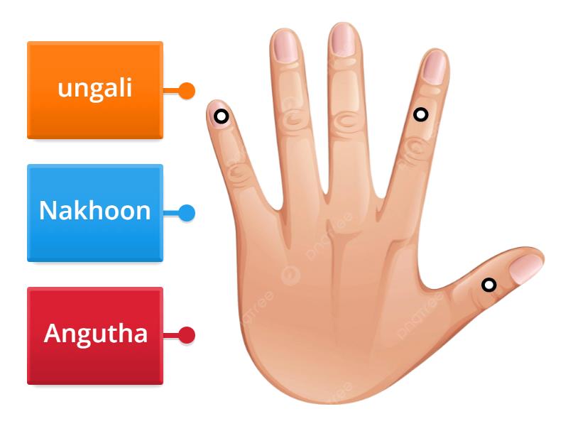 Parts of hand ( haath) - Labelled diagram