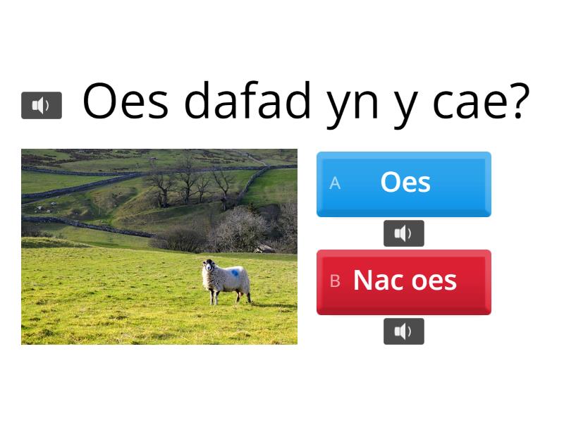 Oes . . .? Oes / nac oes - Quiz