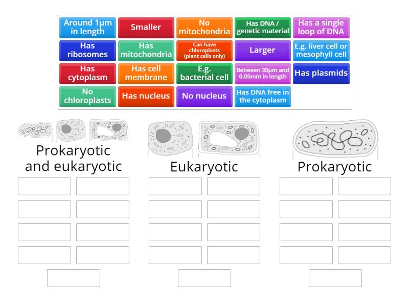 Prokaryotic and eukaryotic - similarities and differences - Group sort