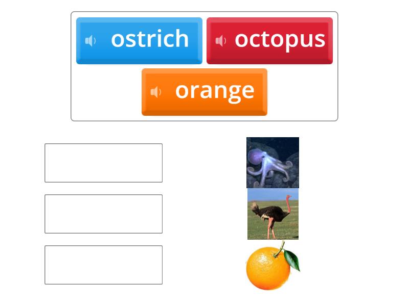 Phonics Oo - Match up