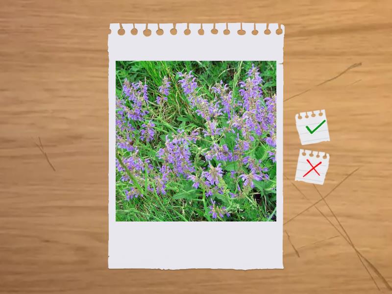 Piante target cross-pollination - Flash cards