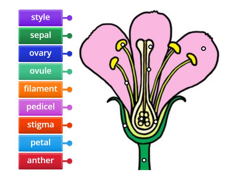 Parts of a Flower - Labelled diagram