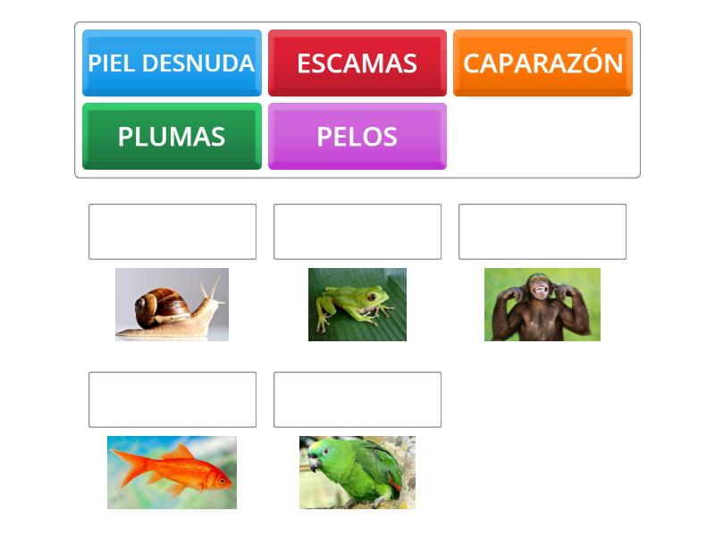 1º C - COBERTURA CORPORAL DE LOS ANIMALES - Match up