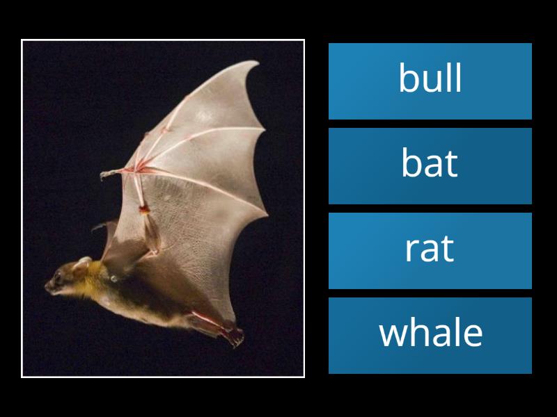 English File. Pre-Intermediate. Unit 9A. Vocabulary (animals) - Quiz