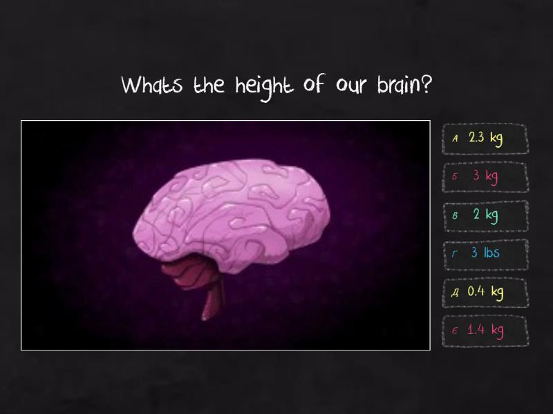 Human brain - Quiz