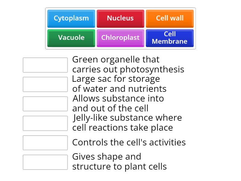 Cells wordwall - Match up