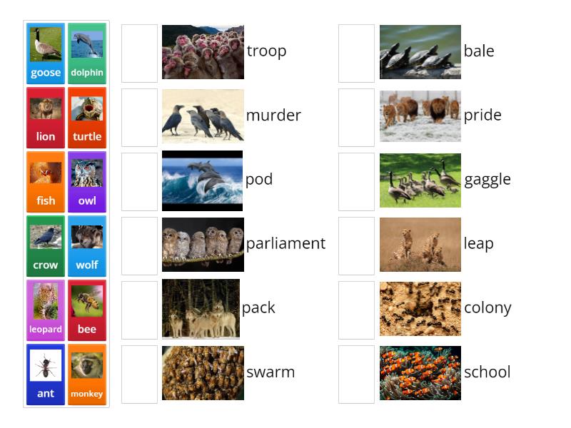 Collective Nouns for Animals - จับคู่