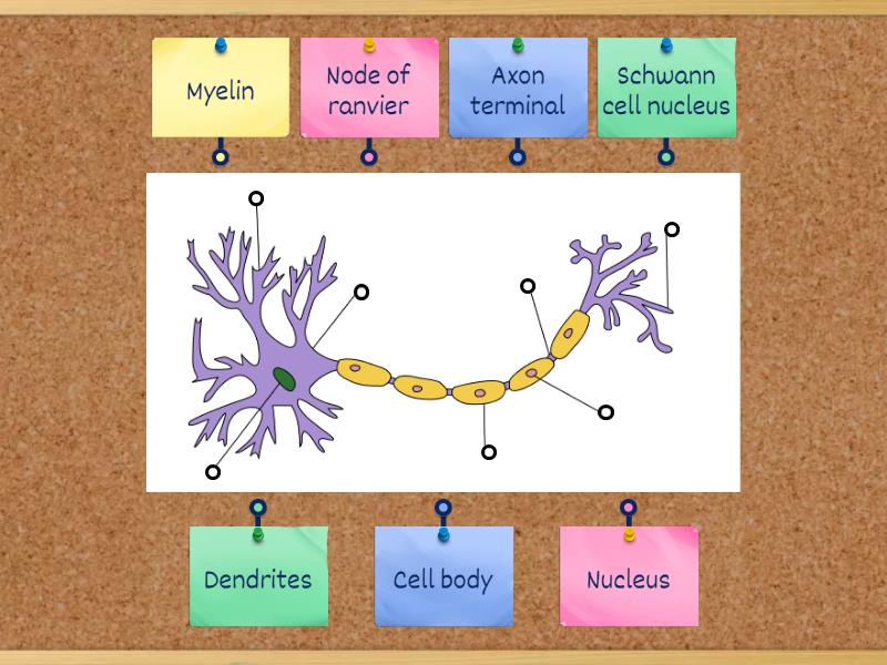 Parts of a neurone - Labelled diagram