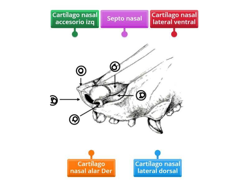Cartílagos nasales de CERDO - Labelled diagram