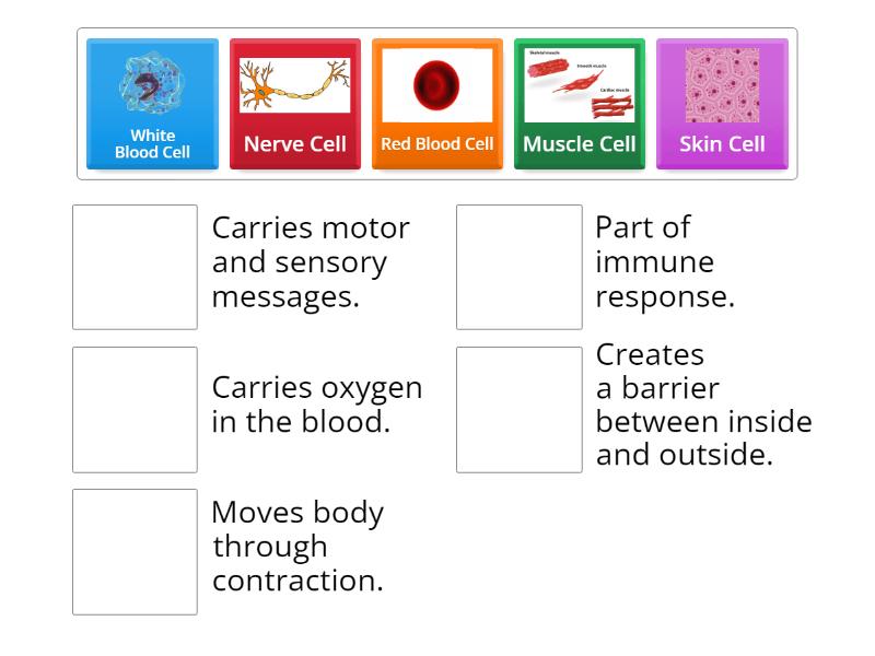 Specialized Cells Function Matching - Match up
