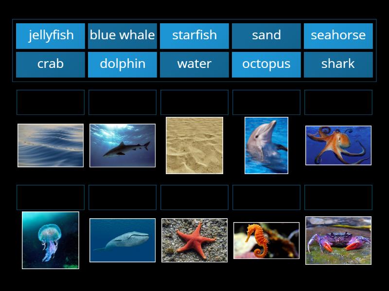 Sea Animals - Match up
