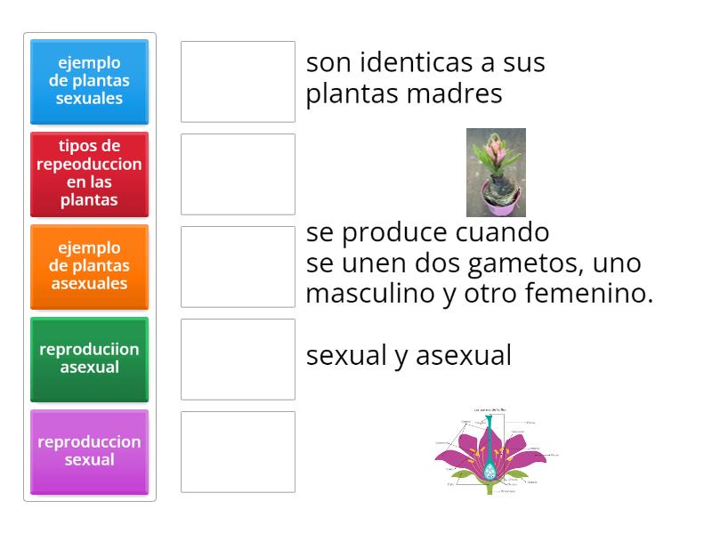 Reproduccion sexual y asexual de las plantas - Une las parejas