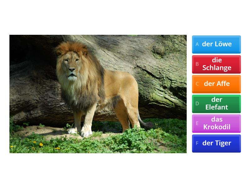 Safari - Quiz