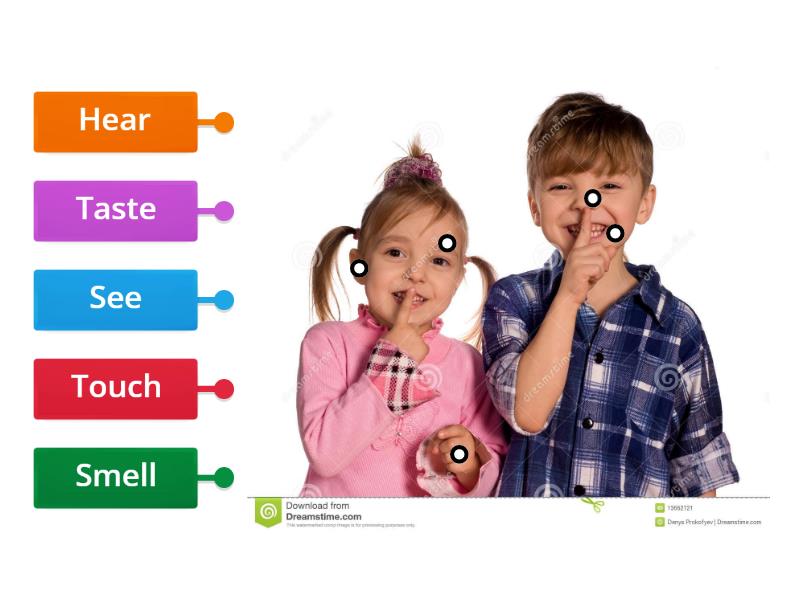 senses - Labelled diagram