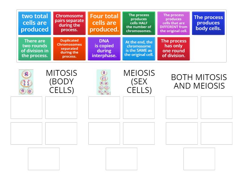 COMPARING MITOSIS AND MEIOSIS - Posortuj