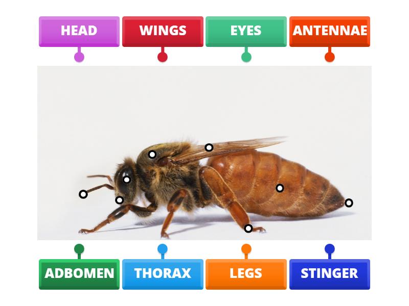 LABEL THE BEE - Labelled diagram