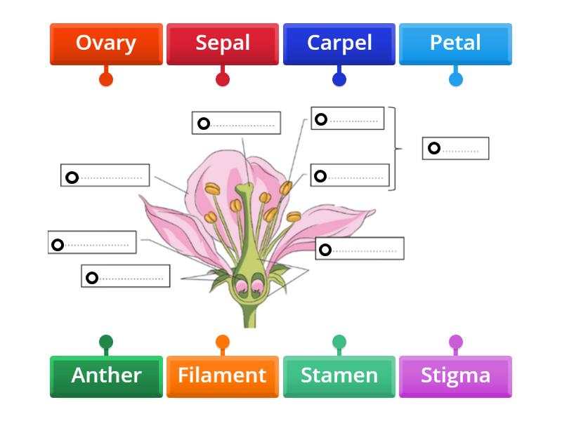 Flower parts - Labelled diagram