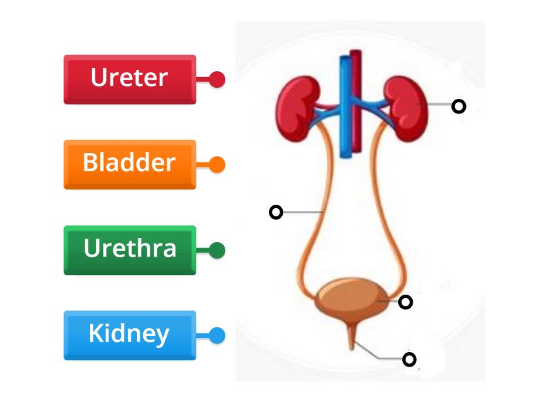 Excretory system - Labelled diagram