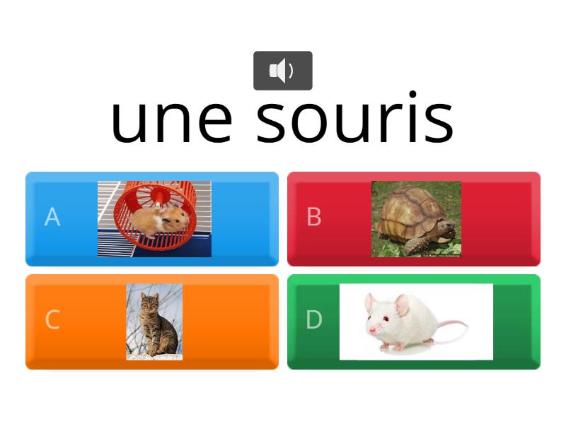 Les animaux () - Quiz
