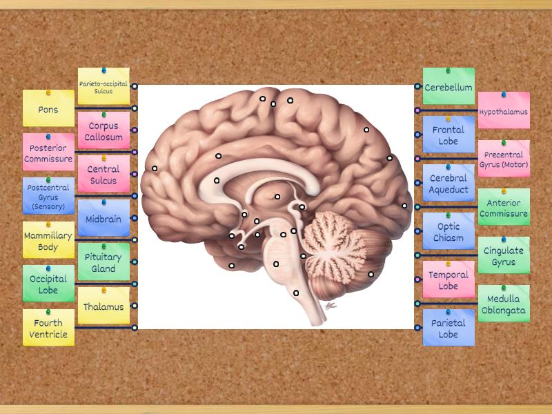 Medial Aspect of the Brain- Anatomy and Physiology II Dr.Abad's Class ...