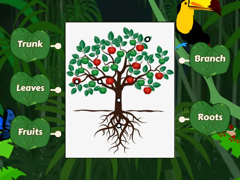 PARTS OF A TREE - Labelled diagram