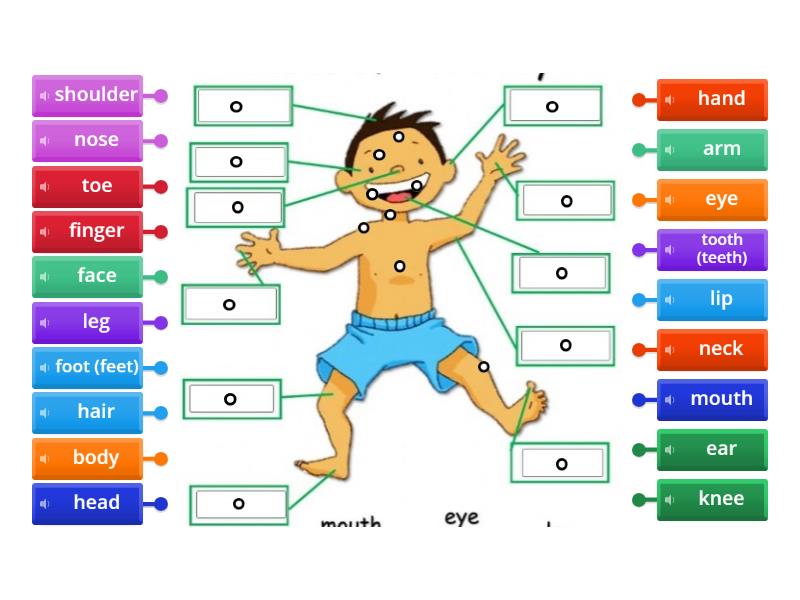 BODY PARTS - Labelled diagram