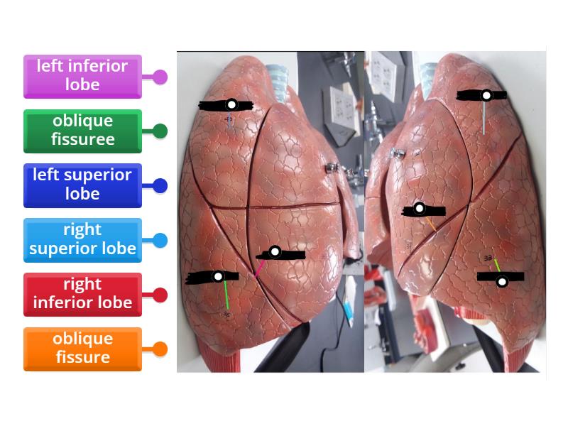 Lungs right/left - Labelled diagram