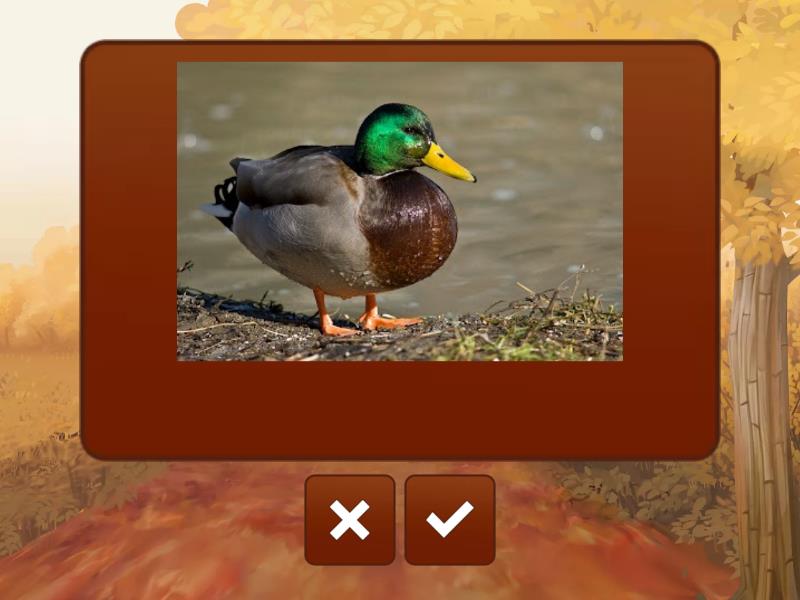 15 - Unit 5 PHONICS (ck/c) - Flash cards