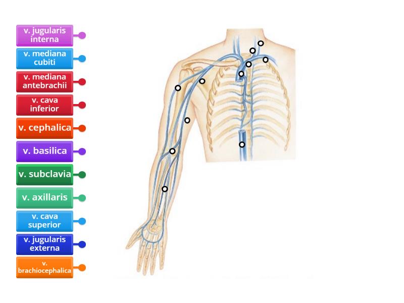 Vene-1 - Labelled diagram