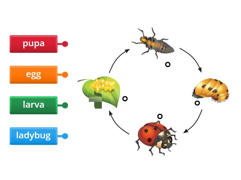 life cycle of ladybug - Labelled diagram