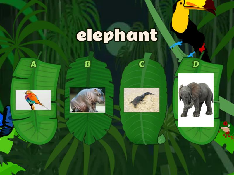Wild animals - Quiz