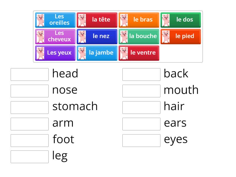 Les Parties du corps - body parts (petit cochon) - Match up