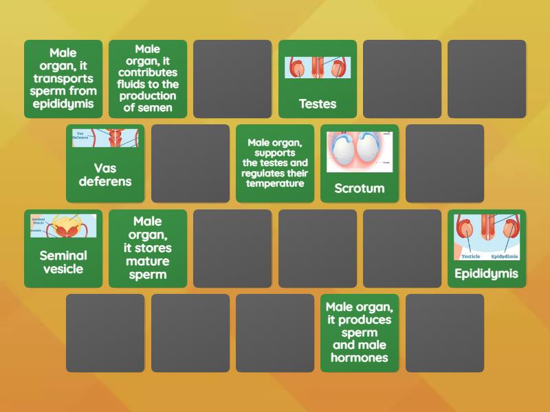 MEMORY GAME - Male & Female Reproductive System - Matching pairs